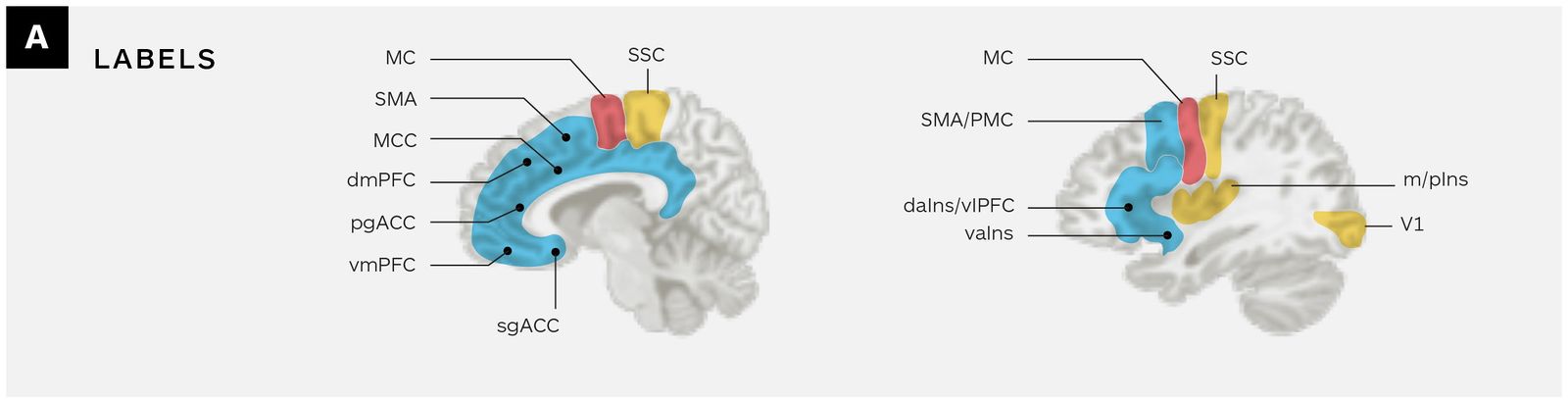Motor vs. sensory predictions - How Emotions Are Made