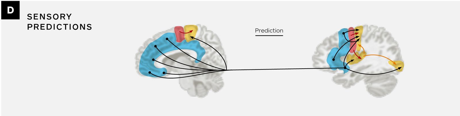 Motor vs. sensory predictions - How Emotions Are Made